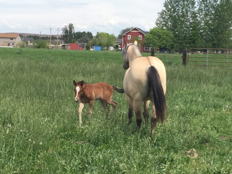 Saying Goodbye to Lilly Pie - The Murder Memo