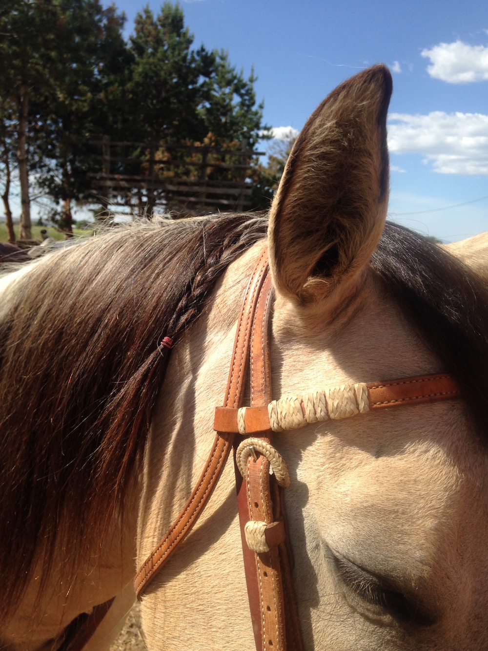 Saying Goodbye to Lilly Pie - The Murder Memo