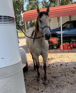 Saying Goodbye to Lilly Pie - The Murder Memo